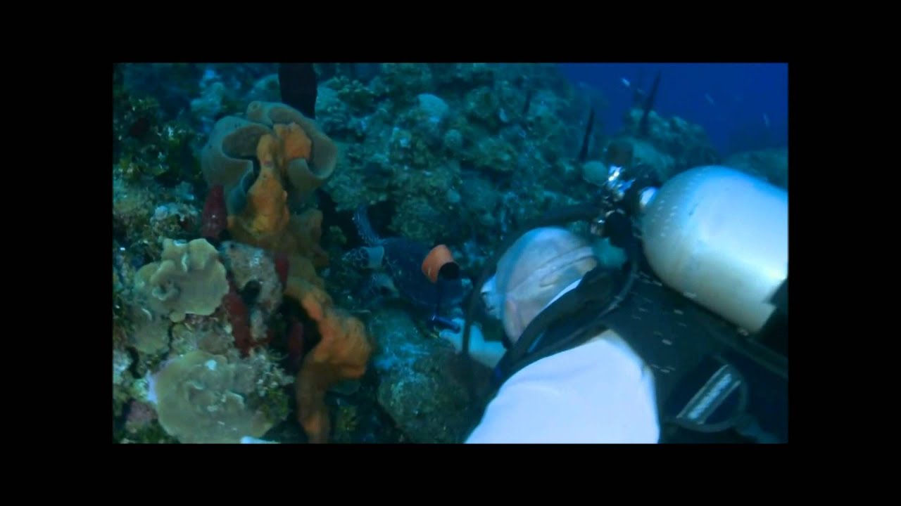 Artists for Conservation Festival 2013 Promo Video