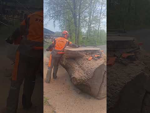 Stihl ms880 ASH 400 x 150cm #chainsaw