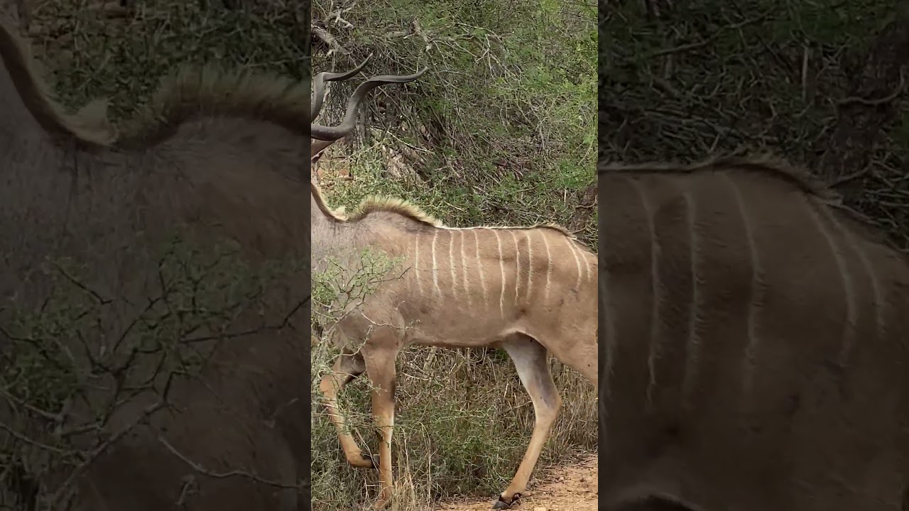 Kudu Bull Showing Off His Horns  #safari #wildlife #krugernationalpark #kudu