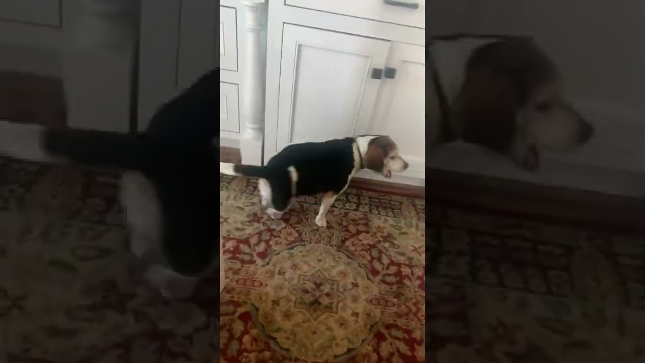 Beagle dance gif