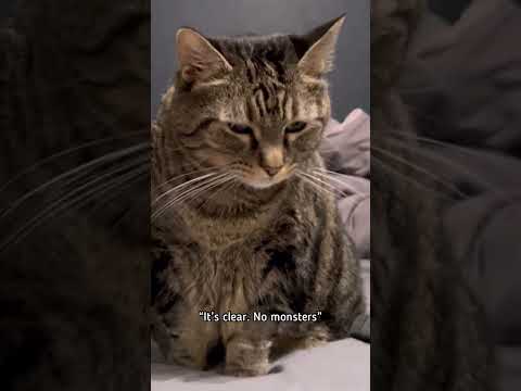 Monsters at 2am?! #pennythecat #talkingcat