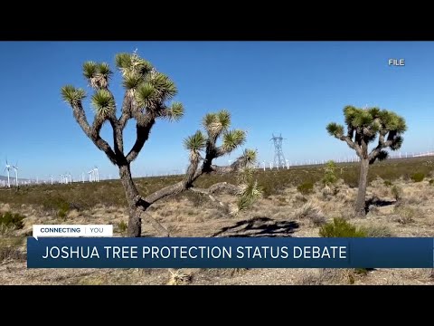 Joshua tree protection status debate