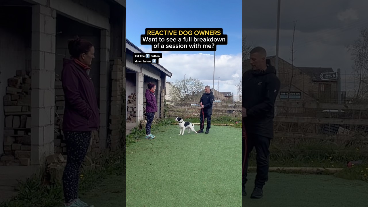 This isn’t a “fixed in 7 days” post… 👇 #dogtraining #dogbootcamp #realdog #dogshorts
