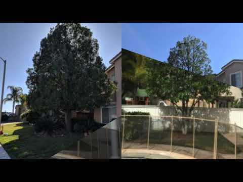 Tree Service Temecula CA | E.L.M. Tree Care