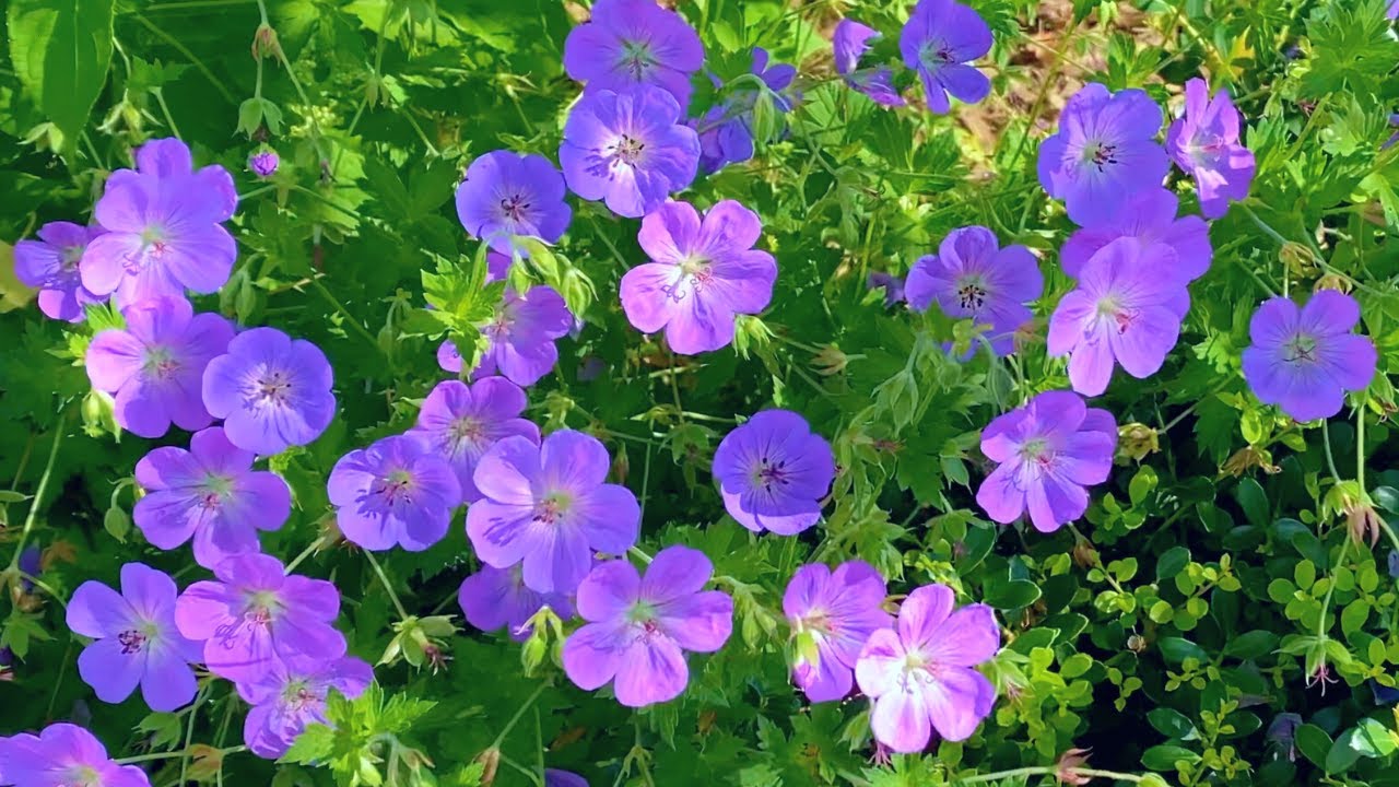 Geranium Rozanne: 6 Reasons to Plant This Special Long Blooming Perennial