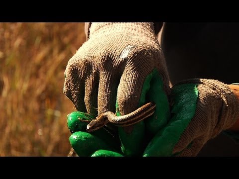 Seagrass Wrack in the Salt Marsh: In the Grass, On the Reef