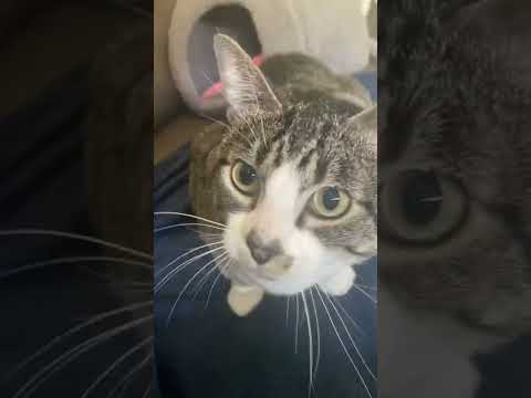 🤍Mackerel Tabby Cat🤍