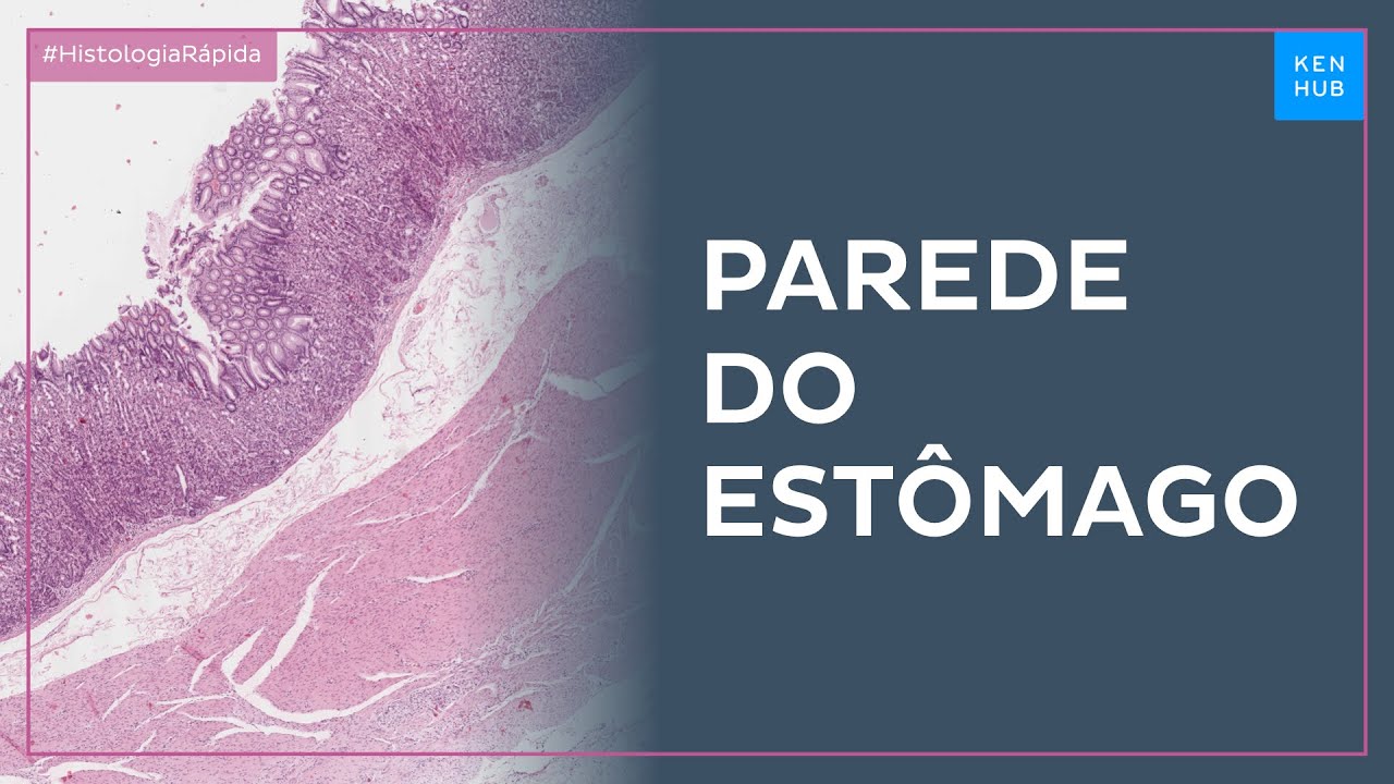Histologia da parede do estômago - Histologia Fácil | Kenhub