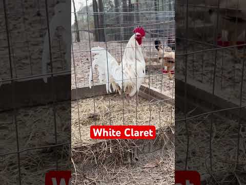 Pure White Claret Stag