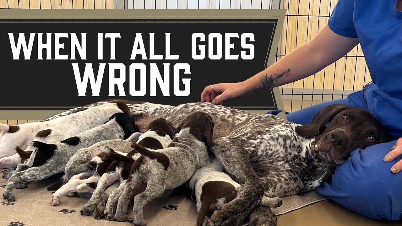 3 Things To Consider When Breeding Dogs