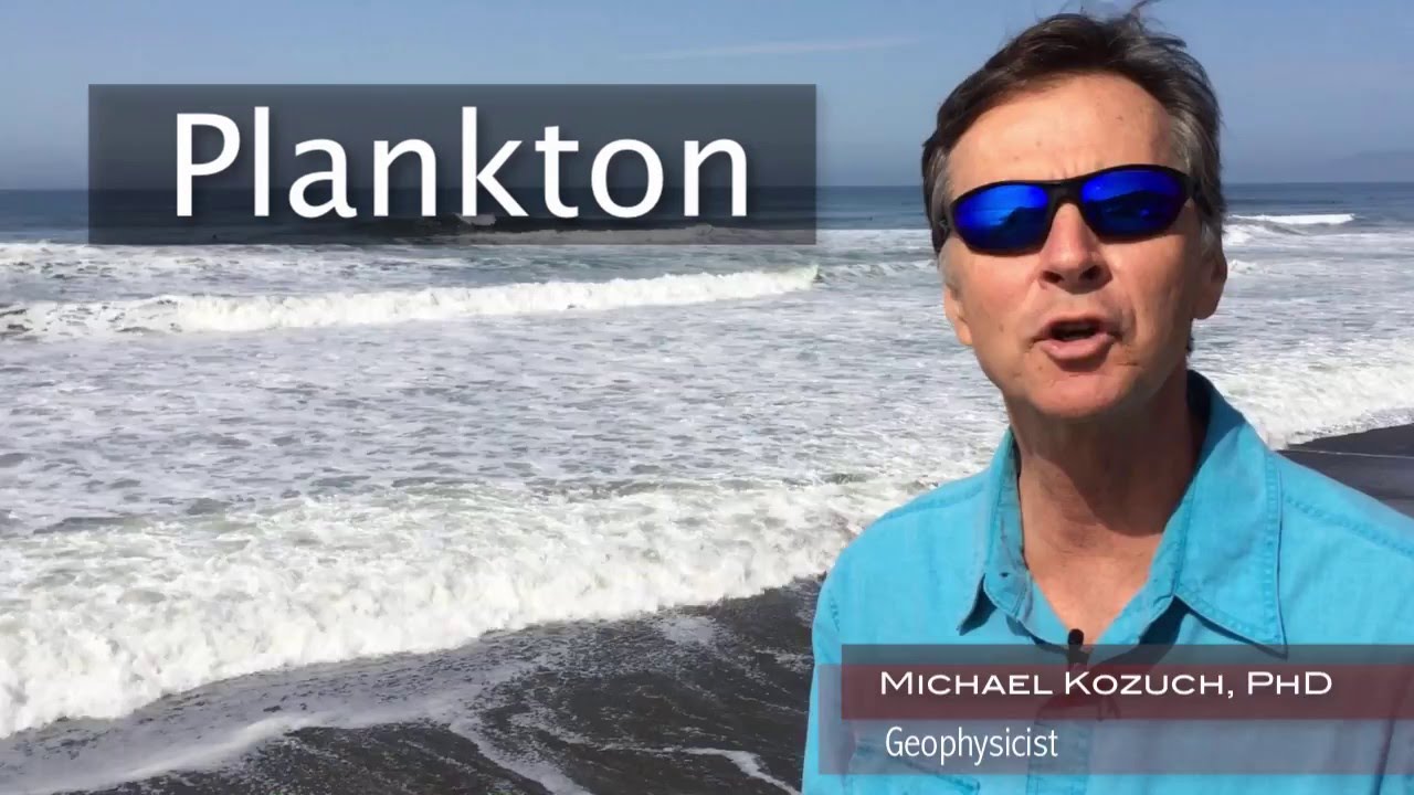 Phytoplankton