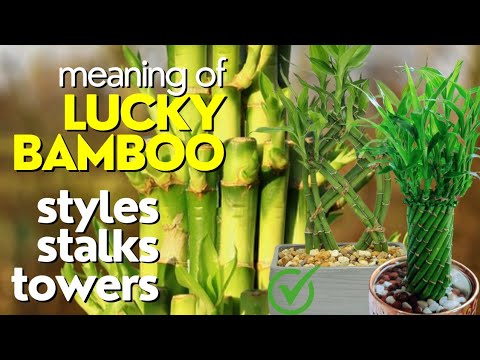 Meaning of Lucky Bamboo: How Many Bamboo STALKS are Lucky (Styles Arrangements and Feng Shui)