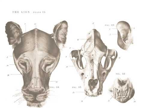 An Atlas of Animal Anatomy for Artists