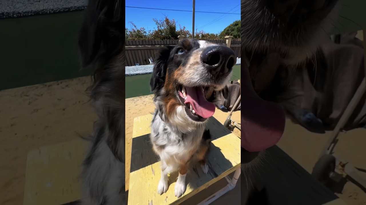 Happy Wednesday #dog #puppyvideos #dogshorts