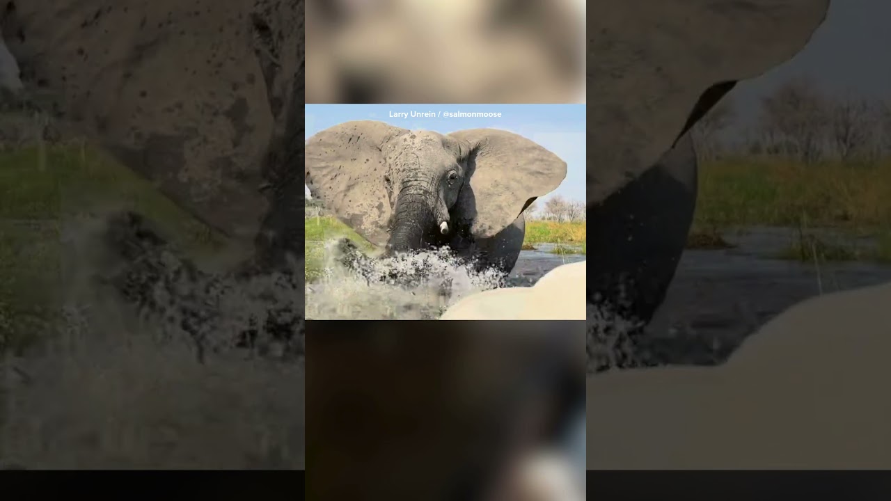 Terrifying video shows elephant charge at tourists amid safari