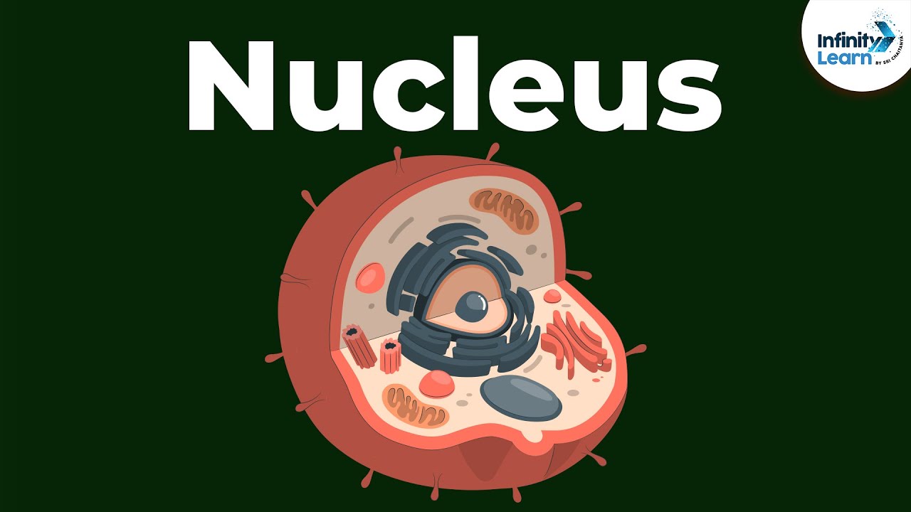 Nucleus | Cell | Infinity Learn