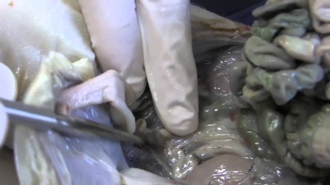 Fetal Pig Dissection Tutorial    Part 4 Urogenital Structures