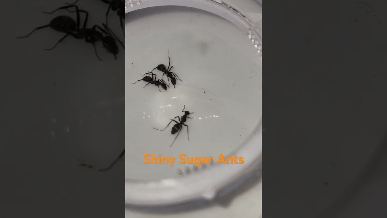 Camponotus Cinctellus #camponotus #cinctellus #ants #ant #sugarants #carpenter #camponotuscinctellus