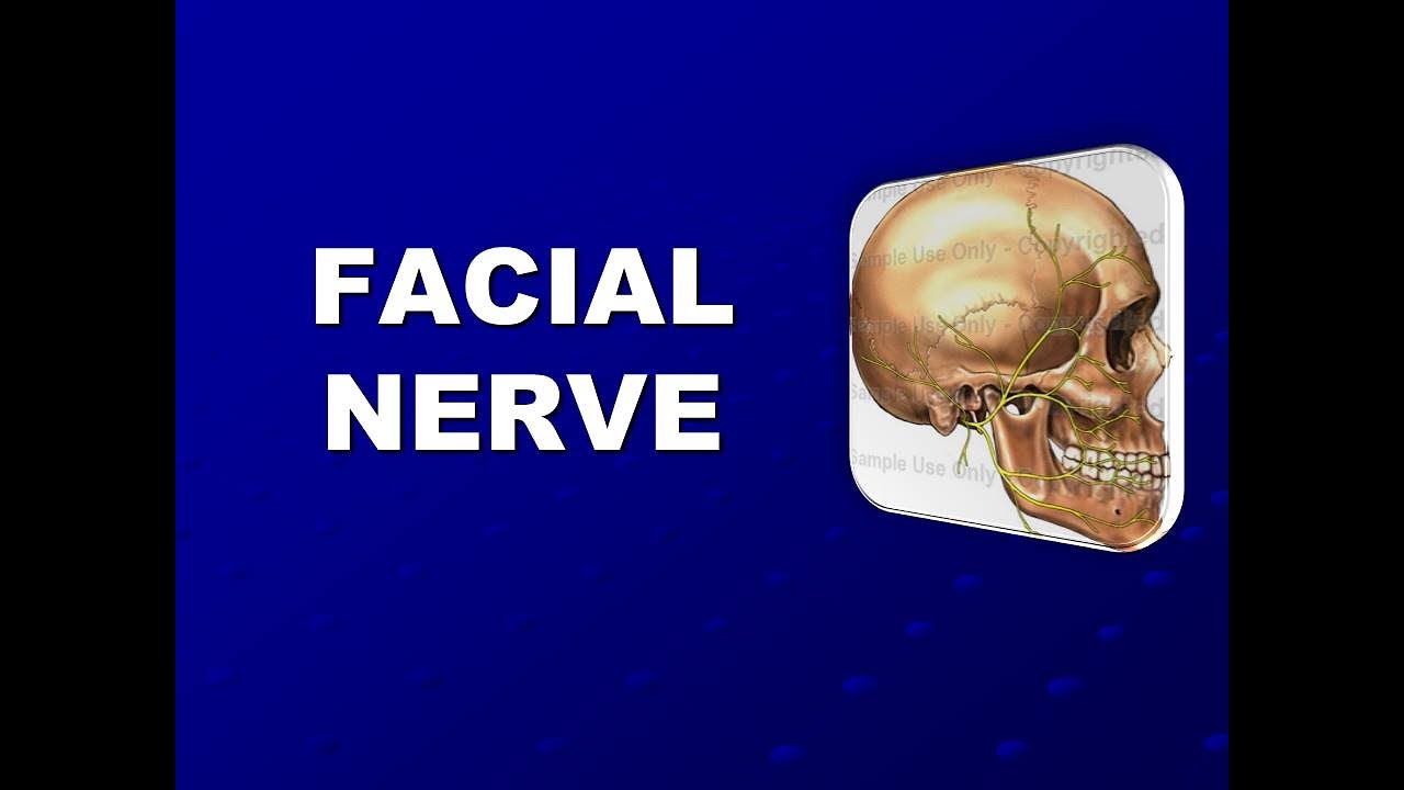 Facial nerve/ ppt/ branches and course