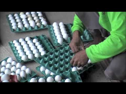 How to Start an Egg Poultry Business in the Philippines for Beginners ...
