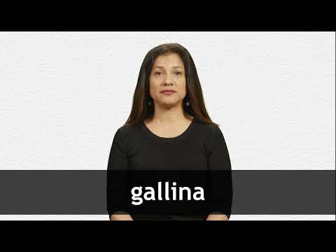 English Translation of “GALLINA” | Collins Spanish-English Dictionary