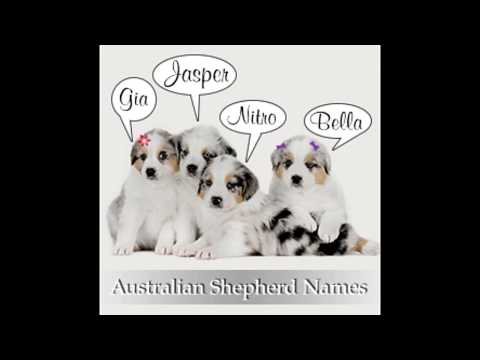 200 Adorably Cute Names for Your Australian Shepherd Puppy