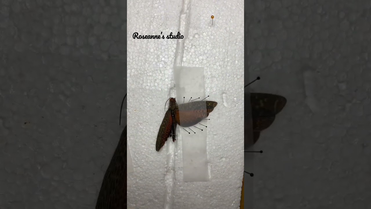 Pinning dead Giant fire-winged Grasshopper #entomology #naturalwonders #ethical #insects