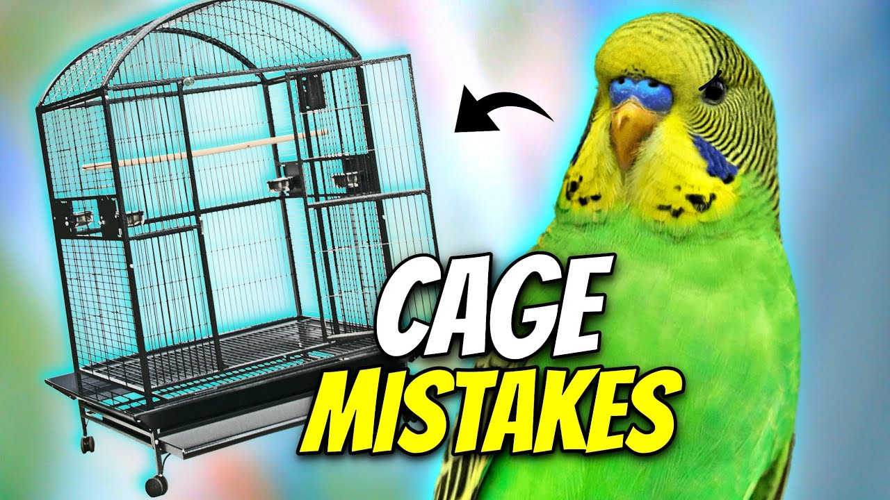 You’re Setting Up Your Bird Cage All Wrong!
