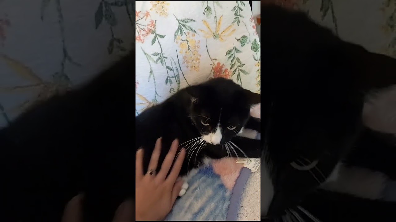 Foolproof Guide to Belly Rubs: The Easy Way to Pet Your Cat#CatTricks #BellyRubGuide