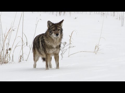 Coyote Watch