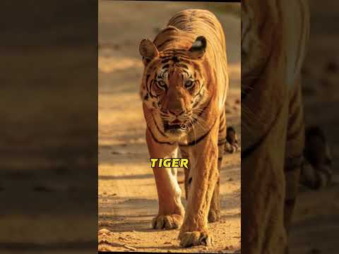 Meaning of logos for IPL teams #cricket #ipl #mi#csk#r cb#srh#gt#kkr#lsg#rr#pbks#dc