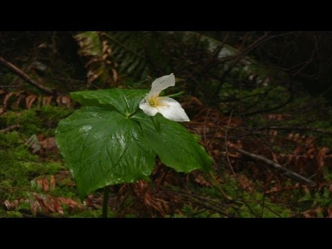 Trillium Flower