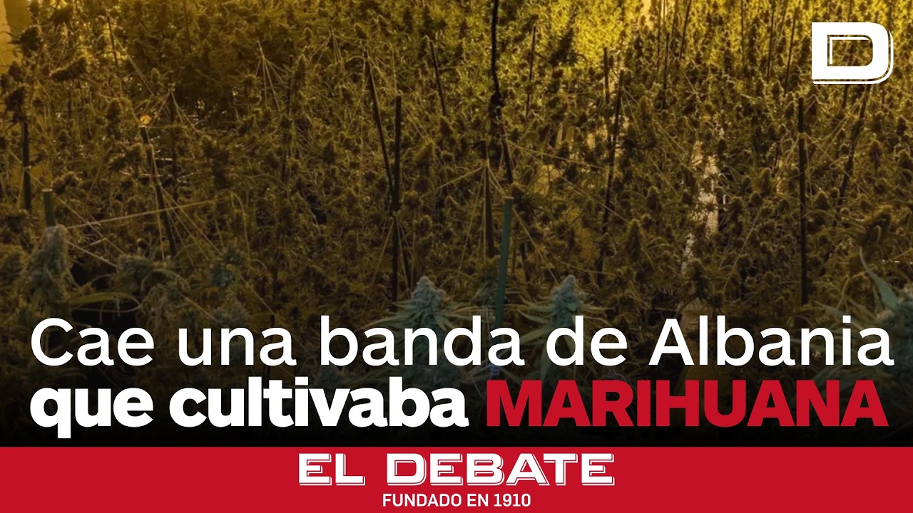 Cae un banda de Albania dedicada al cultivo y venta de marihuana a gran escala desde Valencia