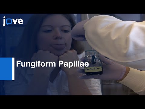 Fungiform Papillae Analysis by Denver Papillae Protocol | Protocol Preview