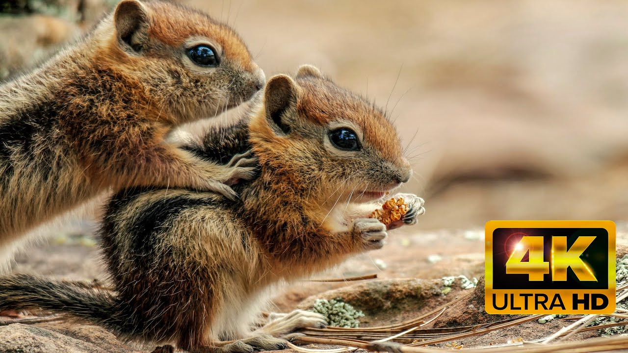 Baby Chipmunks play. 4K