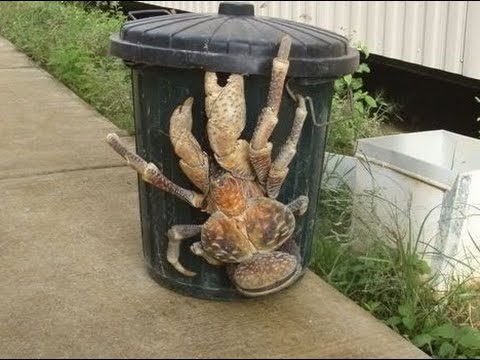 10 Abnormally Large Animals That Actually Exist (part 1)