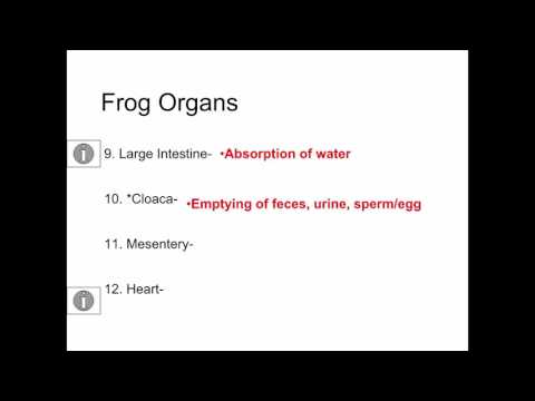 SCI7/8 - Frog Organ Functions