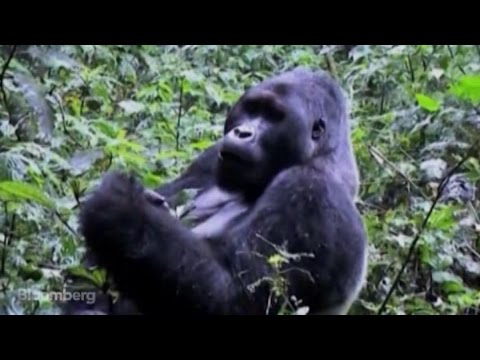 Ebola Scientists Seek Cure With Ape Remedy