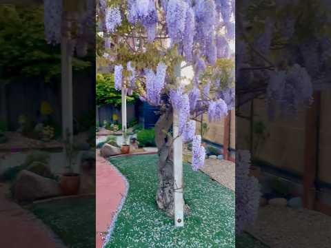 BLOOMING WISTERIA TREE | BACKYARD LANDSCAPE #MomZeeJen #MomZeeGarden #succulents #superbloom