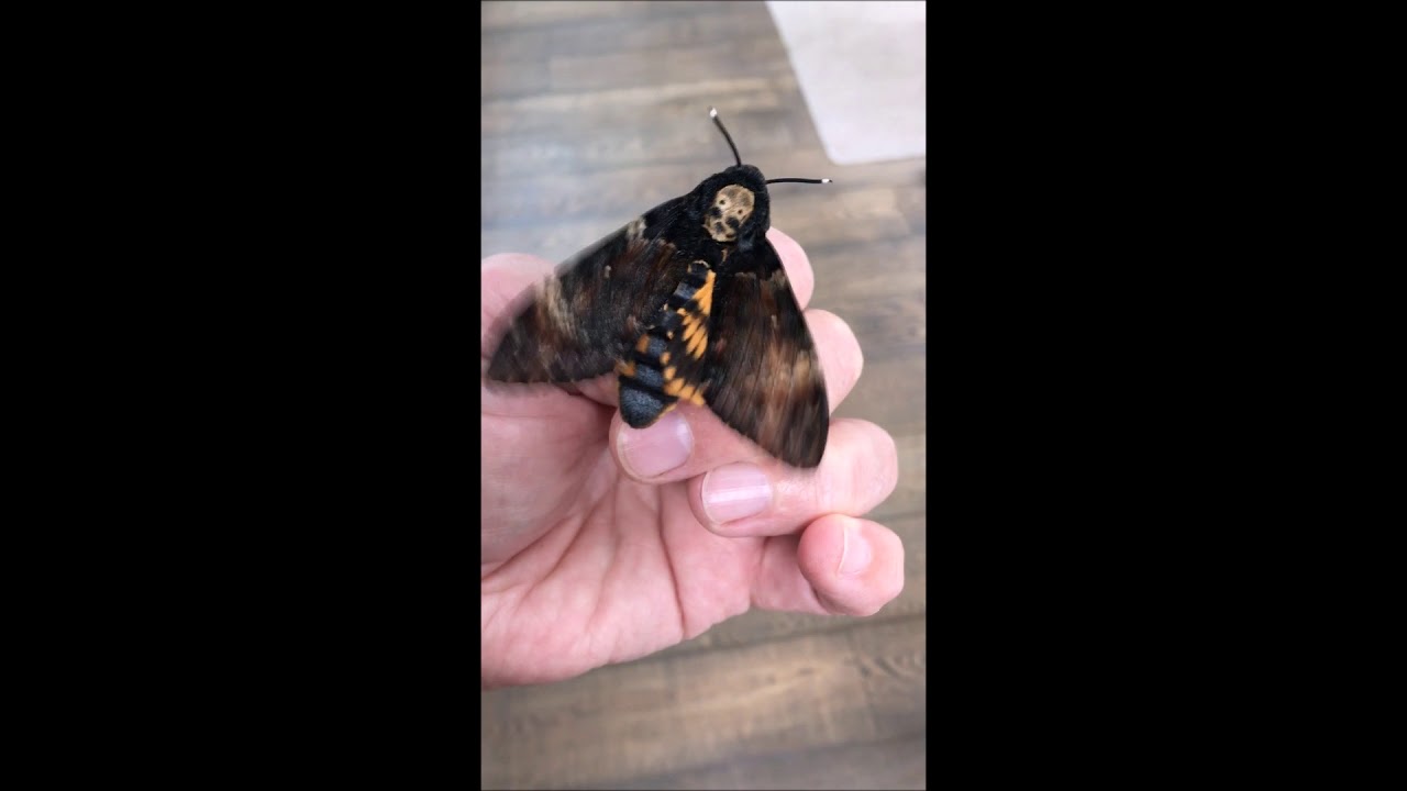 Death Head Hawk Moth - Squeaking Sounds