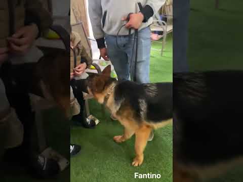 Mittelwest Male German Shepherd "Fantino vom Essweiler Tal"