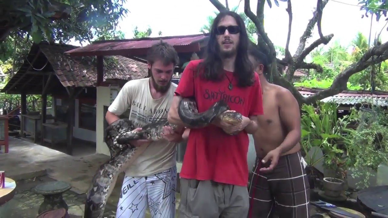 Big Wild Reticulated Python - The worlds largest snake!