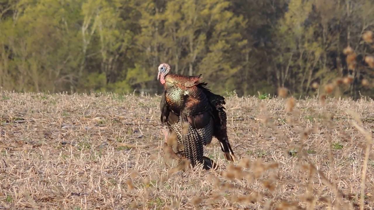 Wild Turkeys Mating and Breeding