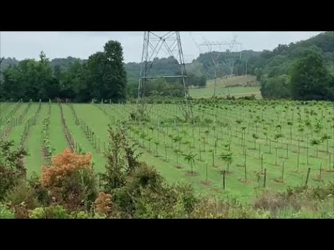 APleasant Vineyard Channel Trailer,频道概要