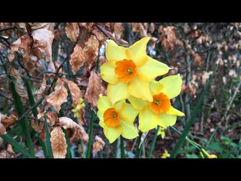 Daffodil (Narcissus) - flowers - March 2018