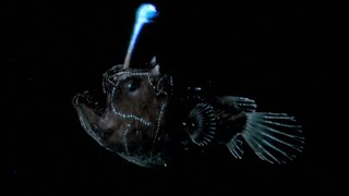 Bioluminescência! 7 animais incríveis que produzem luz naturalmente ...