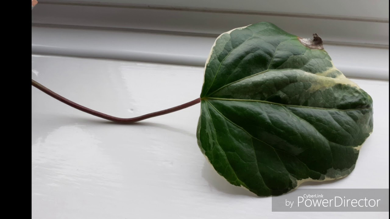 Trees - reflection and meditation