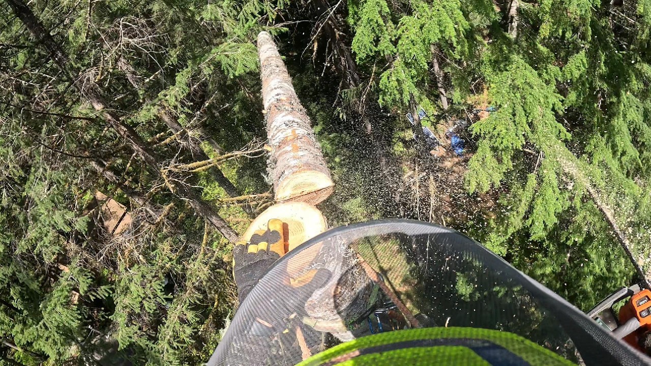 Climb and Remove a 100ft Fir Tree in 35 minutes