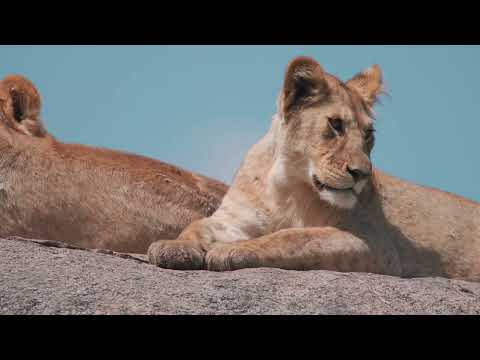 Where Lions Rule & Sunsets Ignite: My Serengeti Safari Journey (African Scenic Safaris)