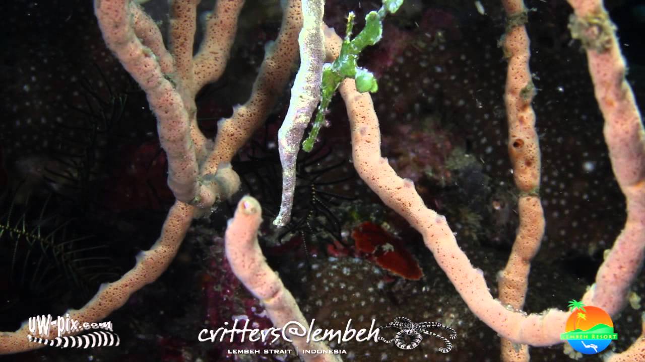 Mating Halimeda & Velvet Ghostpipefishes